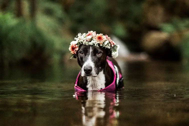 Ways to Celebrate Spring with Your Dog - Julius-K9 LLC
