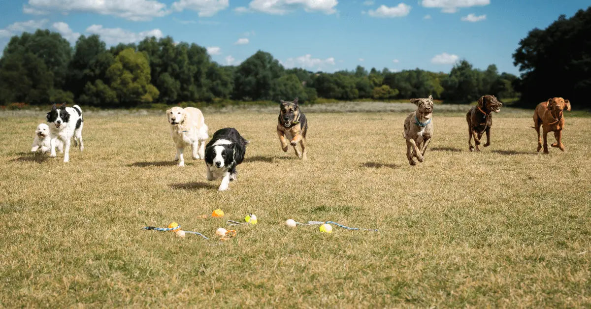 K9 Training: Dos and Don'ts - Julius-K9 LLC