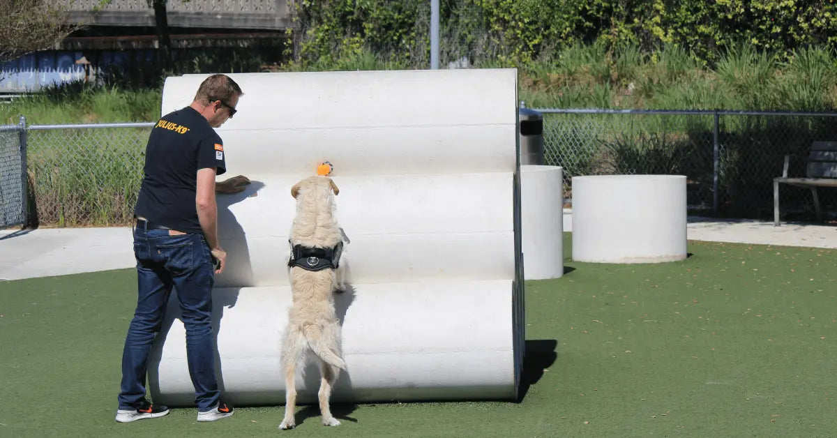 Dog Obedience Training Common E Collar Mistakes To Avoid Julius K9