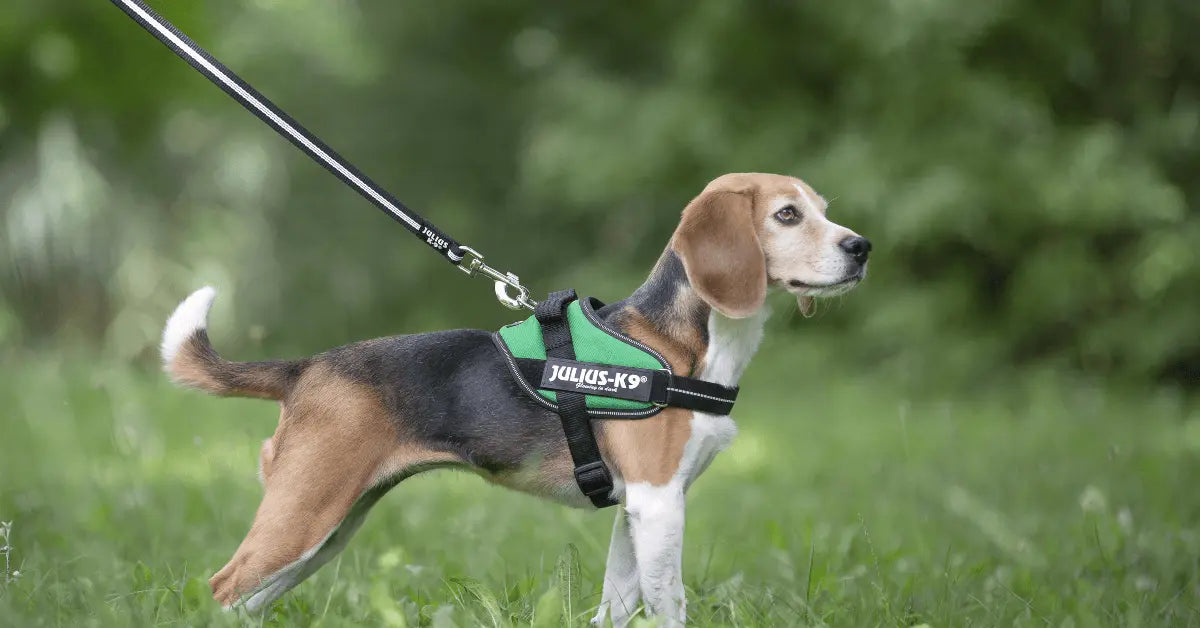 Leash Training For Developing Proper Leash Manners