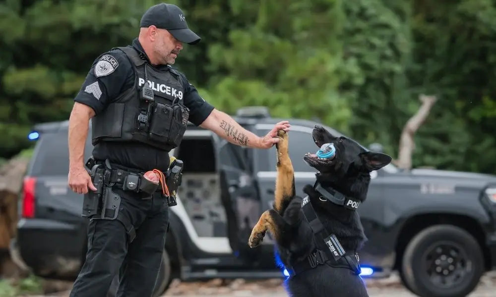 Working Dogs: Most Common Jobs for Dogs and What They Do