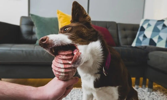 Common Bad Behavior in Dogs and How To Correct It - Julius-K9 LLC