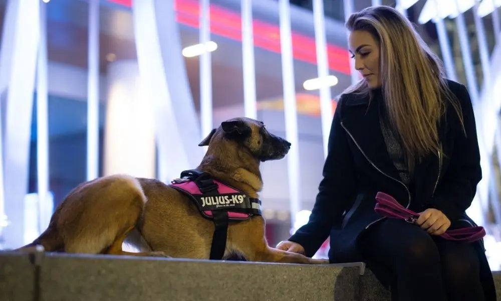 The Different Types of Service Dogs - Julius-K9 LLC