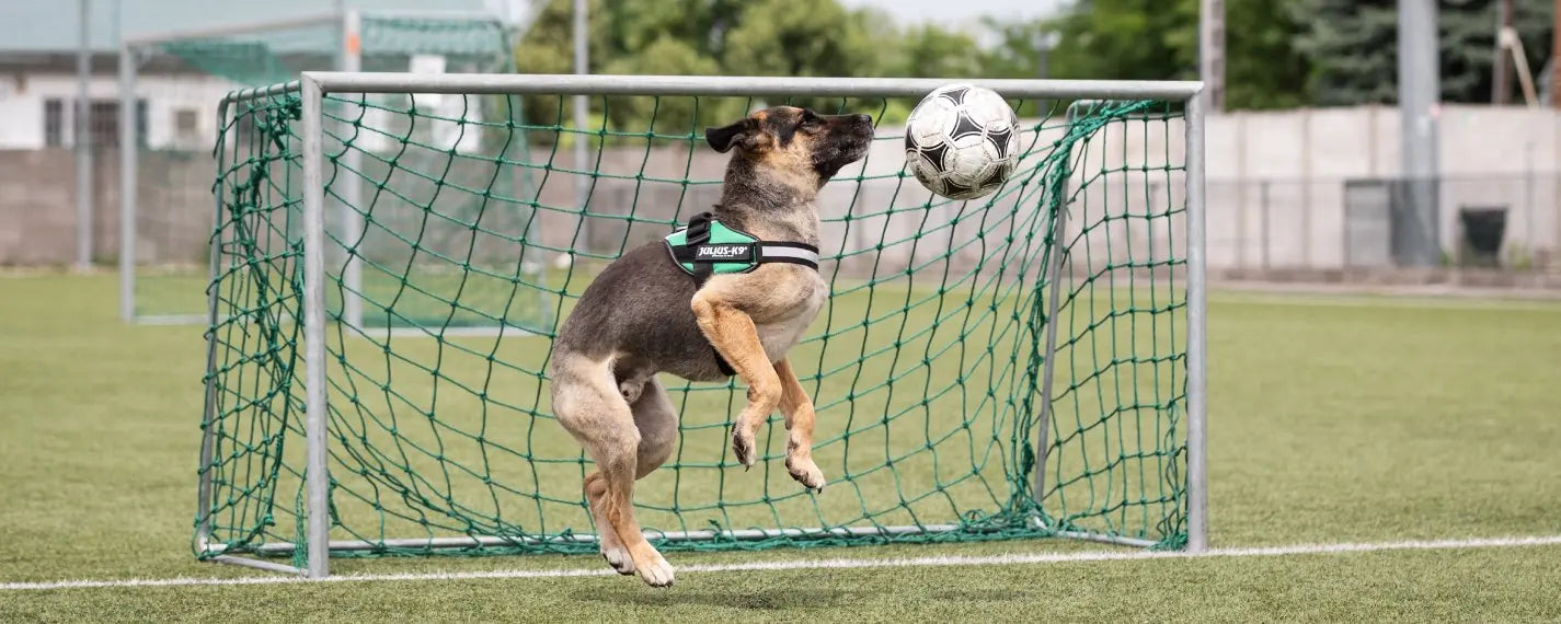 Guide Dog Harnesses | Guide Dog Equipment | Julius K9